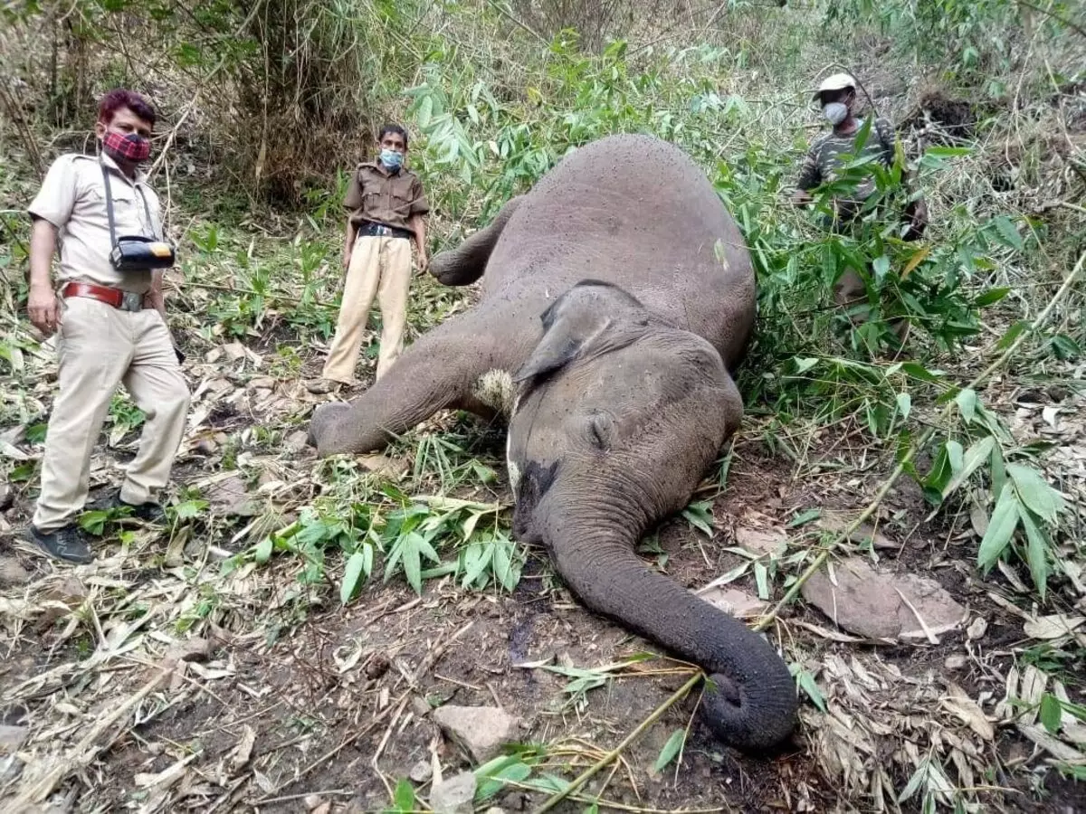 Indiában 18 elefántot megöltek a vihar alatt villámlással