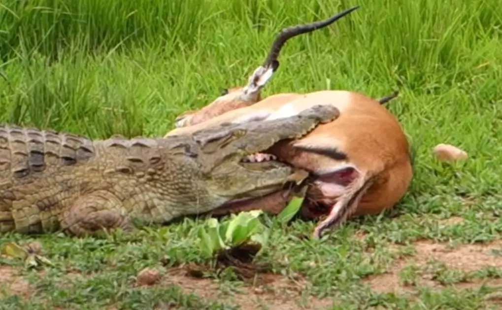 Maravillosa salvación de antílope de Crocodile pastando: video