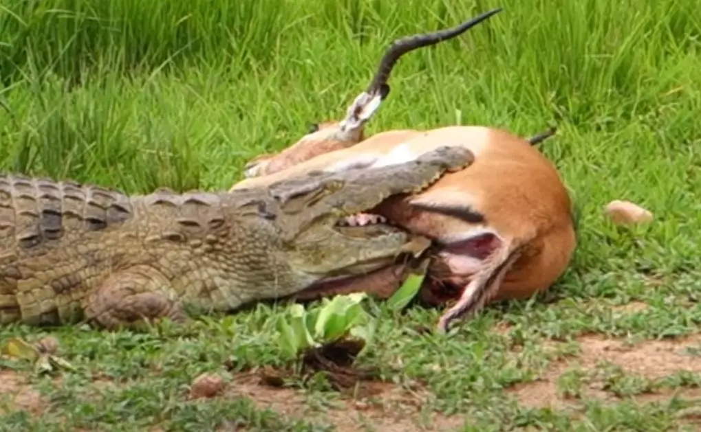 Merveilleux salut d'antilope du pâturage de crocodile: vidéo