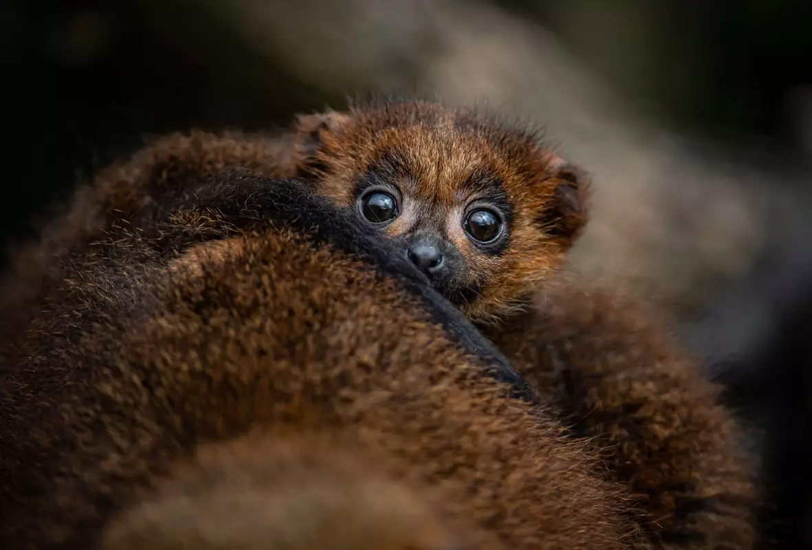 De Britske dieretún waard Redhead Lemur berne: Fideo