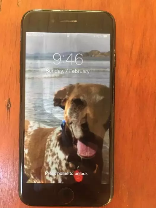 Stock Foto Hundar på skärmsläckaren av den drunknade telefonen hjälpte till att hitta sin värd
