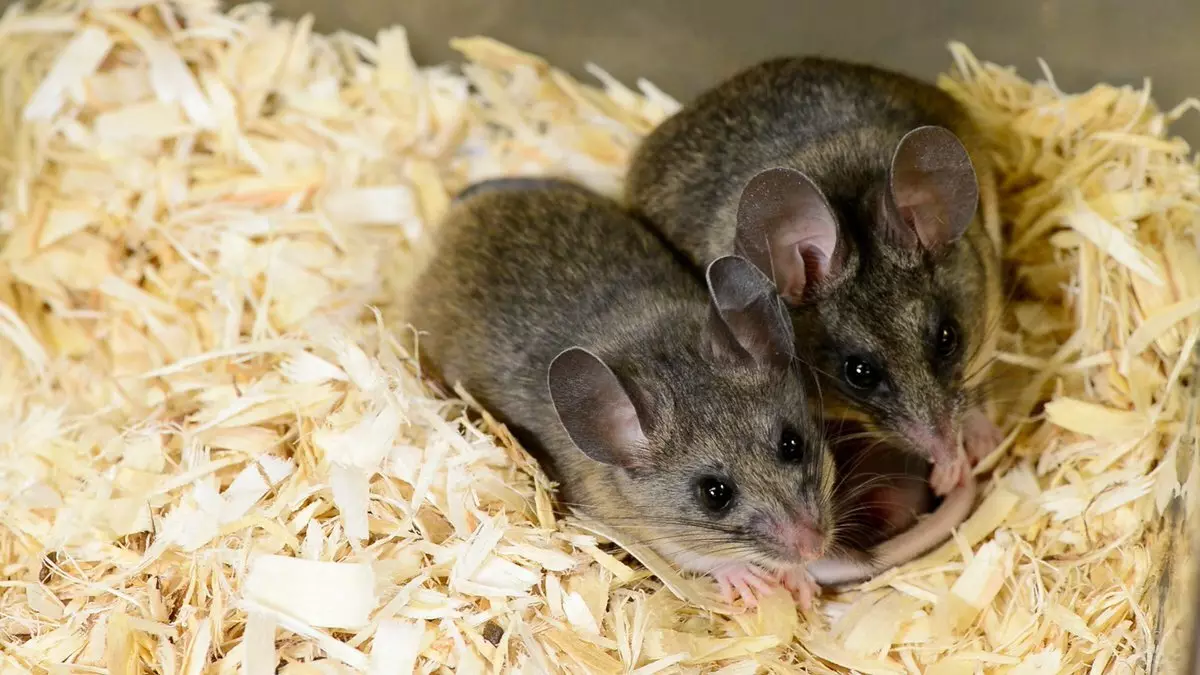 Como os hamsters escollen unha parella