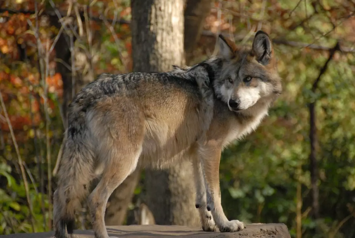Os lobos mexicanos case extinguidos volven á vida salvaxe