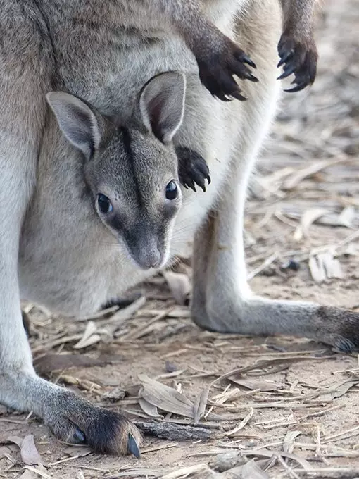 Australia salvo unha poboación de canguro enano