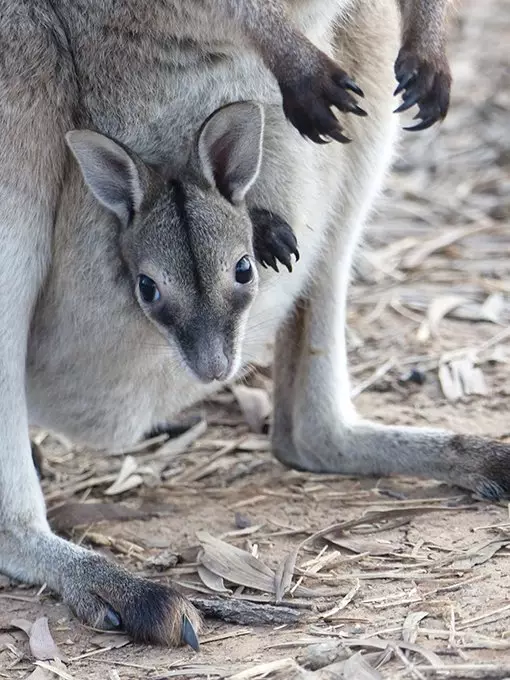 Avusturalya nifûsa Dwarf Kangaroo xilas kir