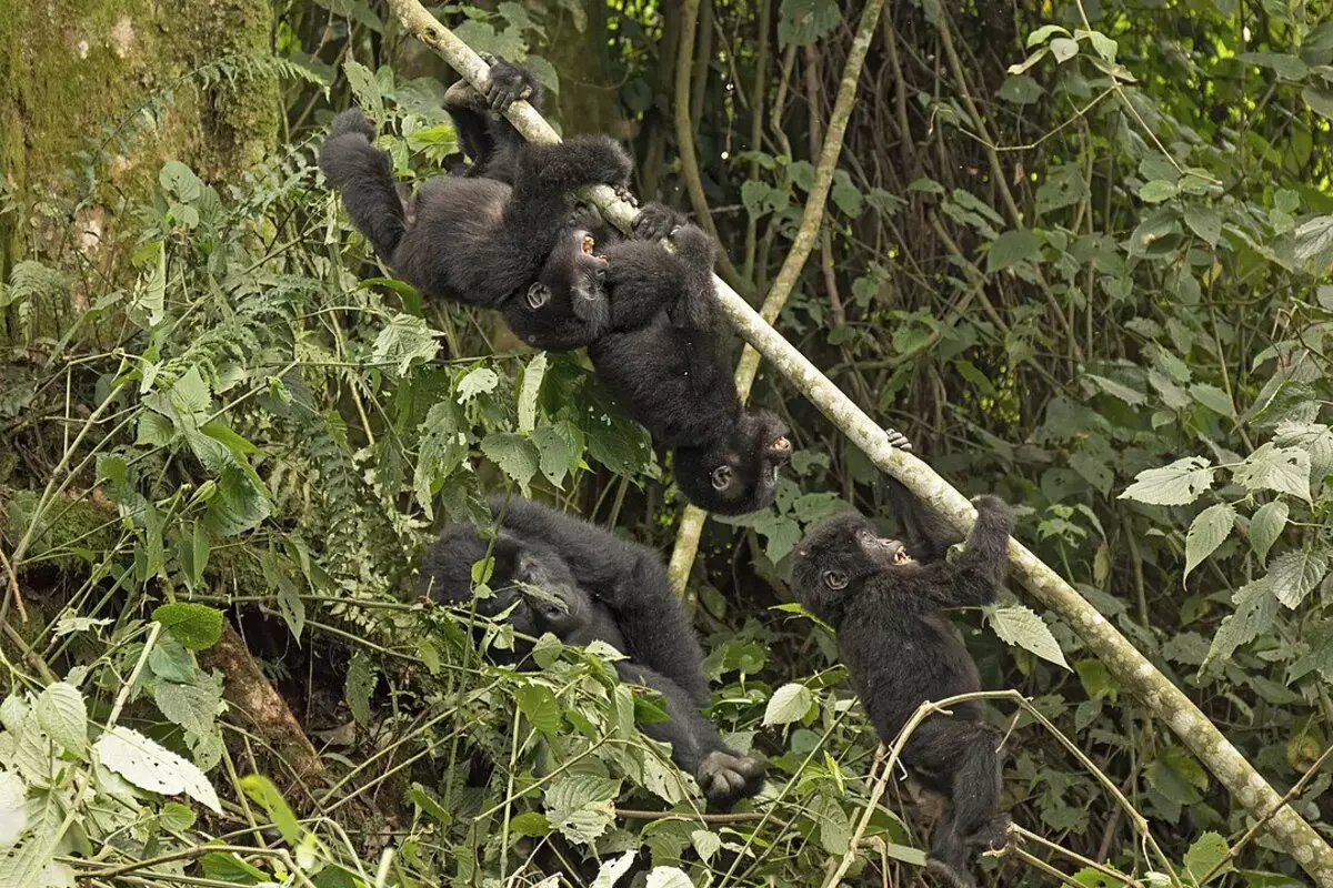 နောက်တဖန်အန္တရာယ်ရှိ Mountain Gorillas
