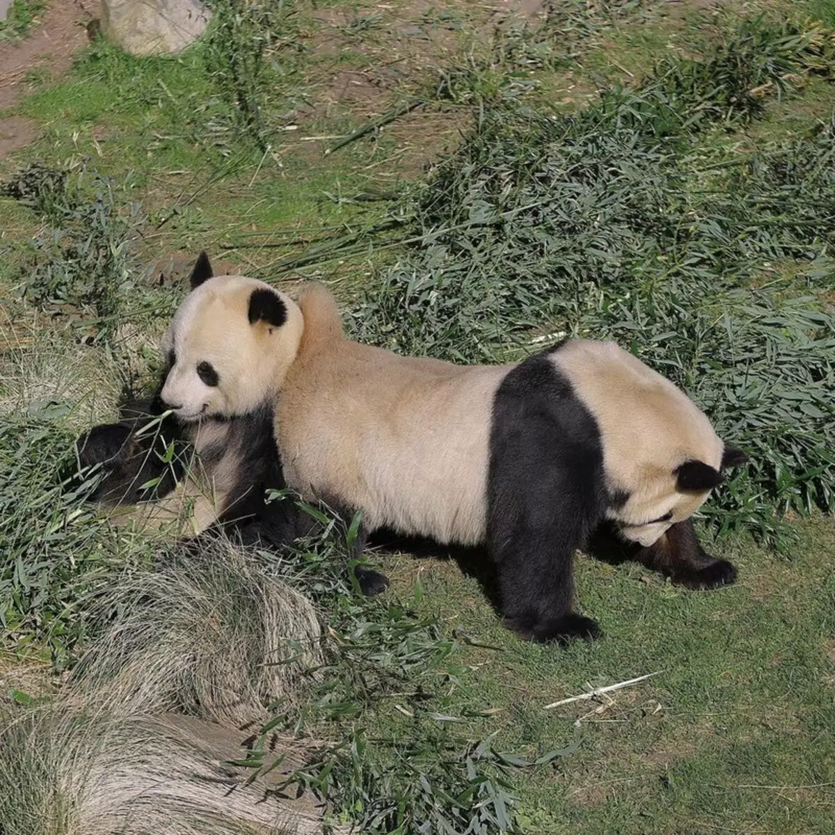 Panda ankakonda chakudya ndi chikondi ndi chimwemwe; kanema