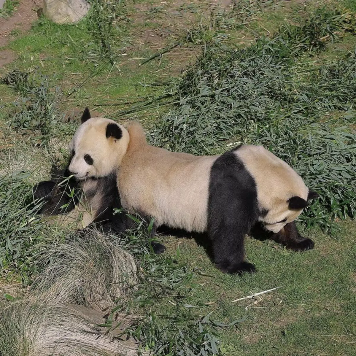 Ny panda dia nisakafo hariva tamim-pitiavana: Video