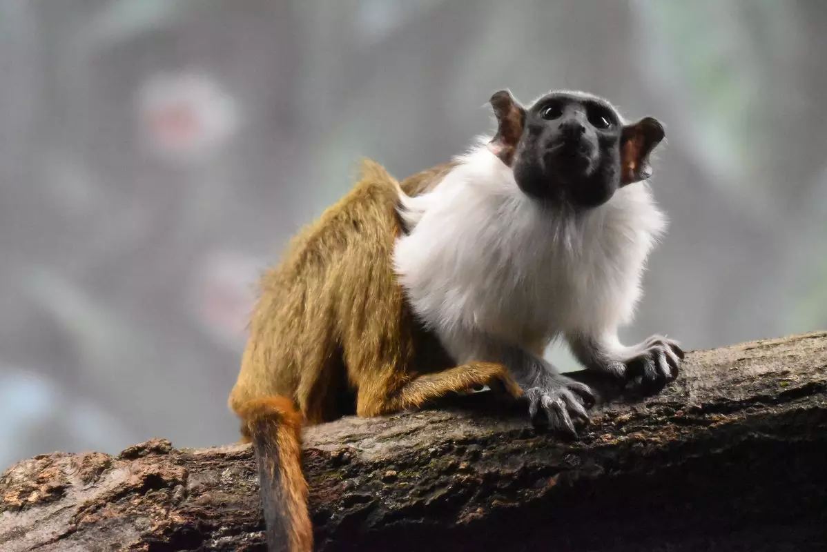 Приматите имитират взаимно, за да се избегне конфликт