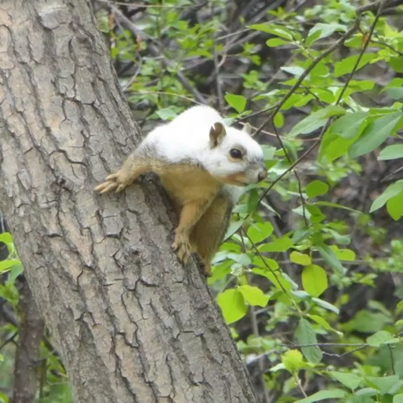 Neįprasta Pega voverė Kolorado miškuose: Nuotrauka