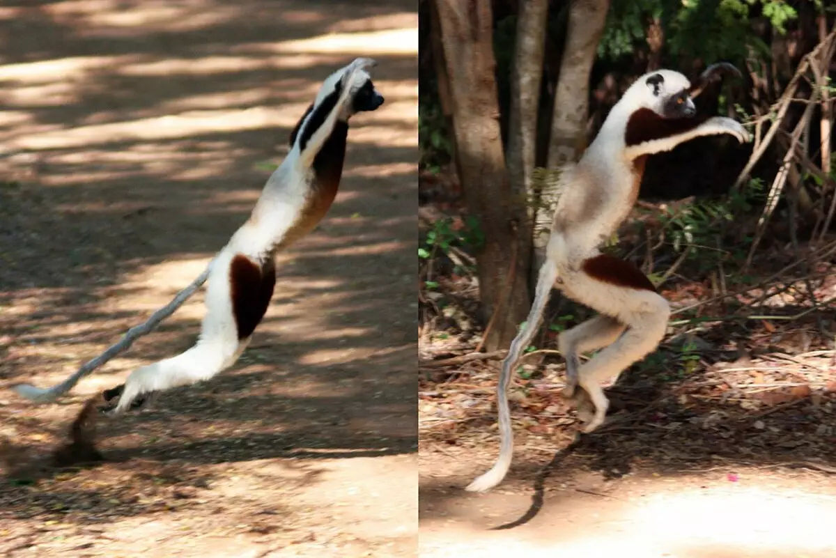 Dancing Lemur i British Zoo: Video