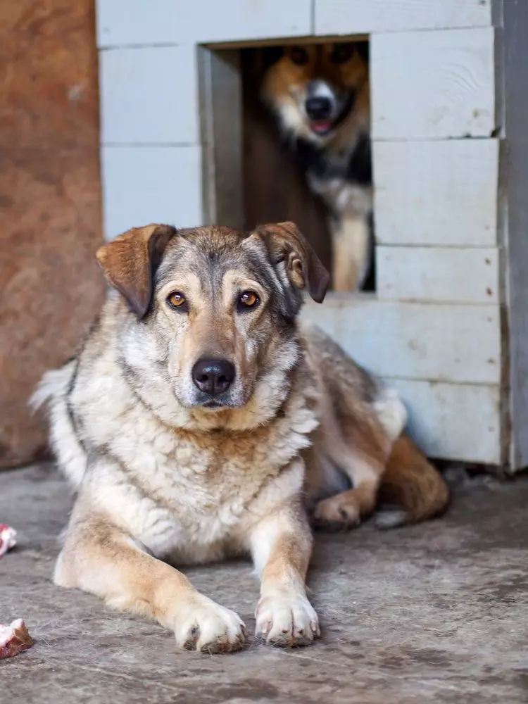 有多少無家可歸的動物在俄羅斯和等待他們的？新監測的結果