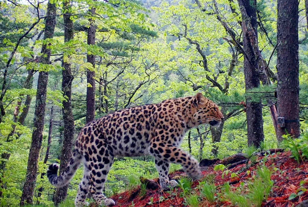 I Primorye har den prolifererede kvindelige af en sjælden leopard allerede født 10 killinger
