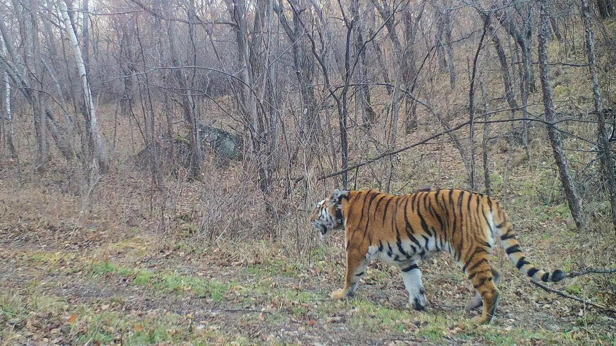 Na elkaar in het tijgerbos te hebben ontmoet, hebben mensen hem gevoed met worst: video