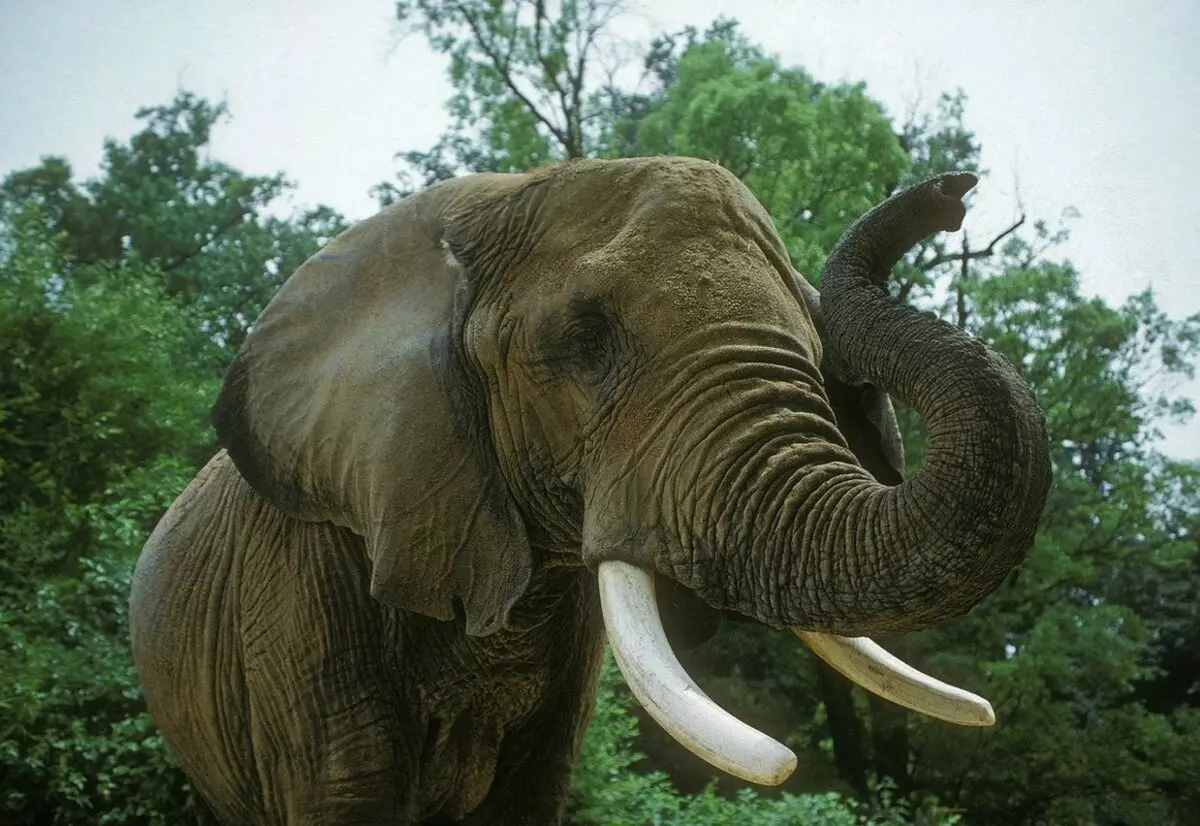 Biologer har beregnet hastighed, med hvilken elefanter vand suger bagagerummet