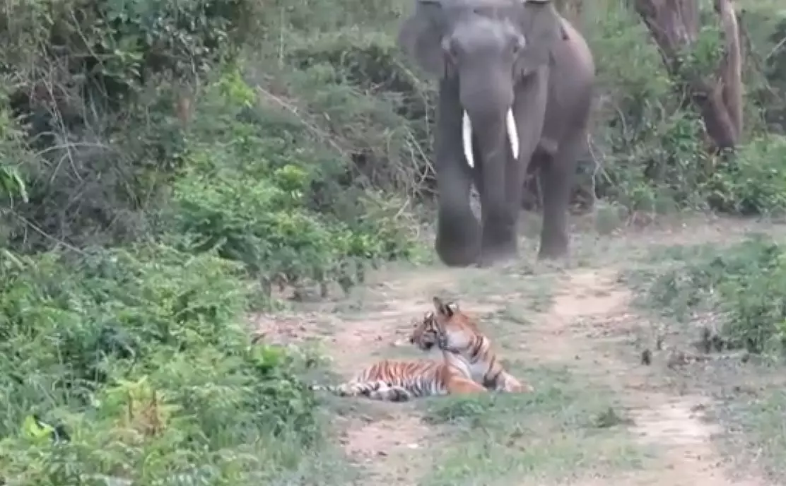Tiger rémült elefánt: videó