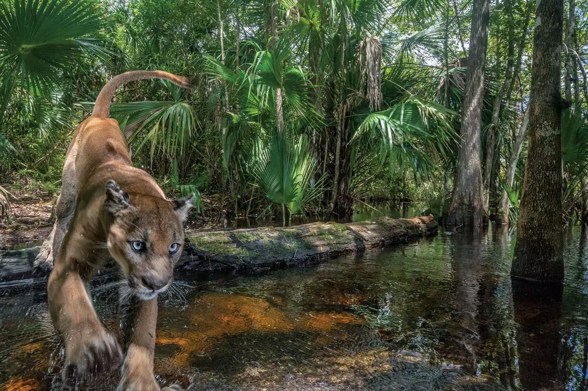 Florida Puma: ritorno del gatto
