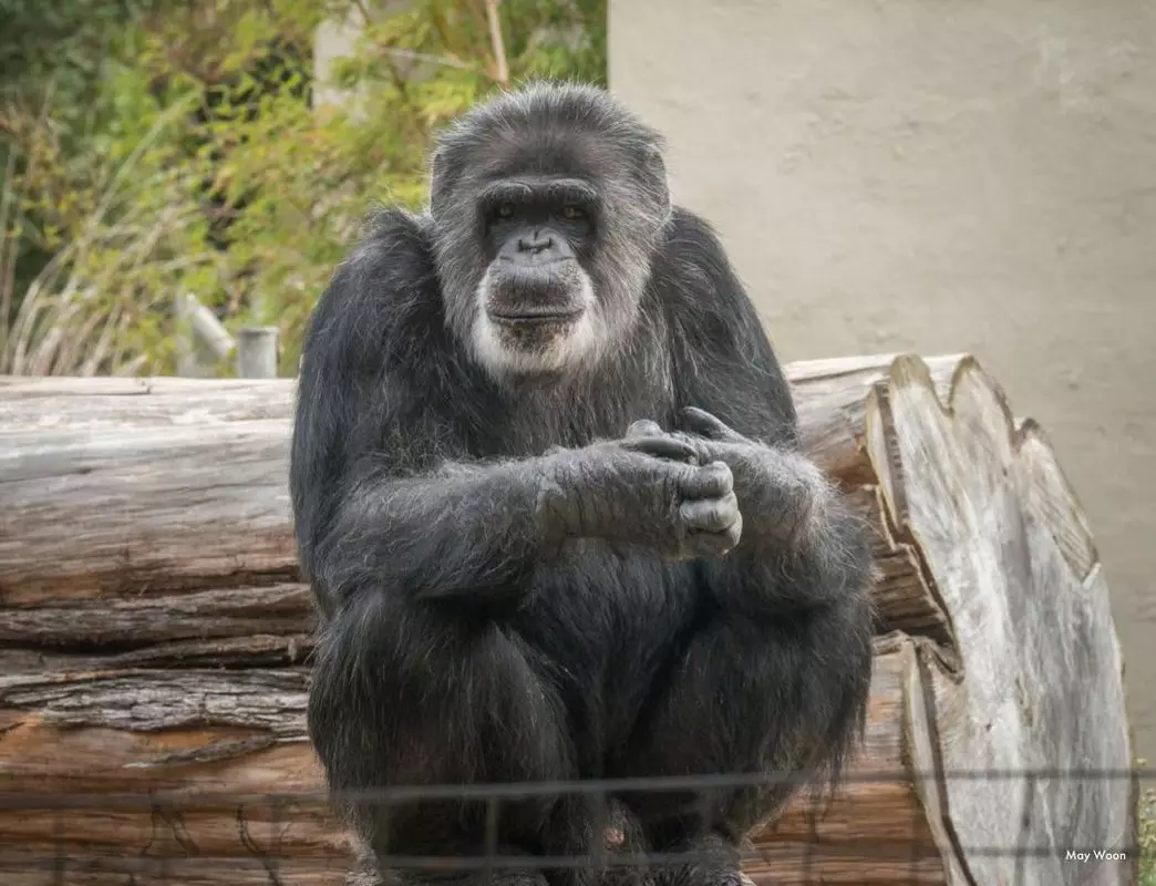 San Francisco Zoo ya mutu tsohuwar Chimpanzee