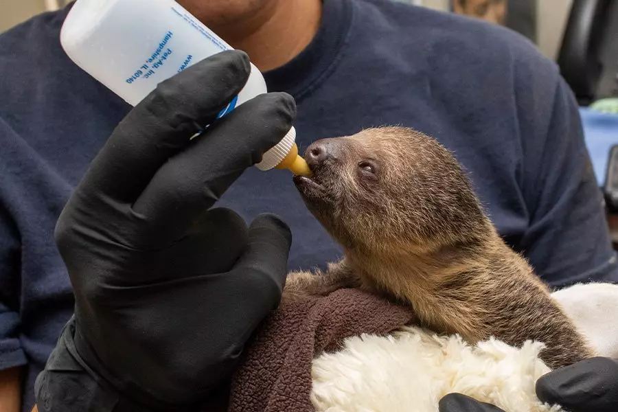 Як в зоопарку піклуються про новонародженого лінивців: відео