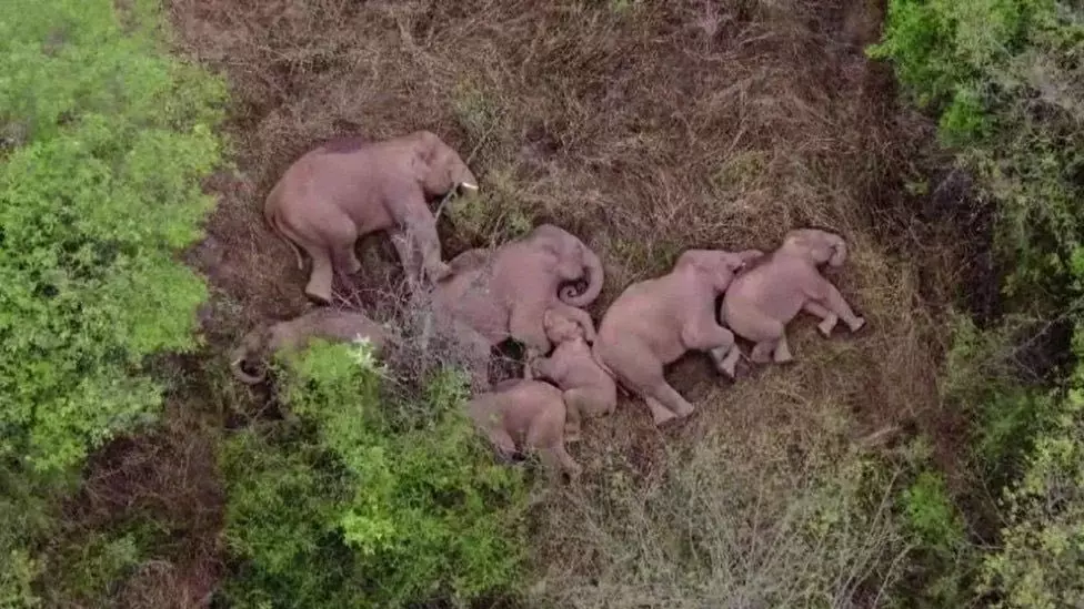 Flokken af ​​stray elefanter ødelægger Kina og hviler i afbrydelserne
