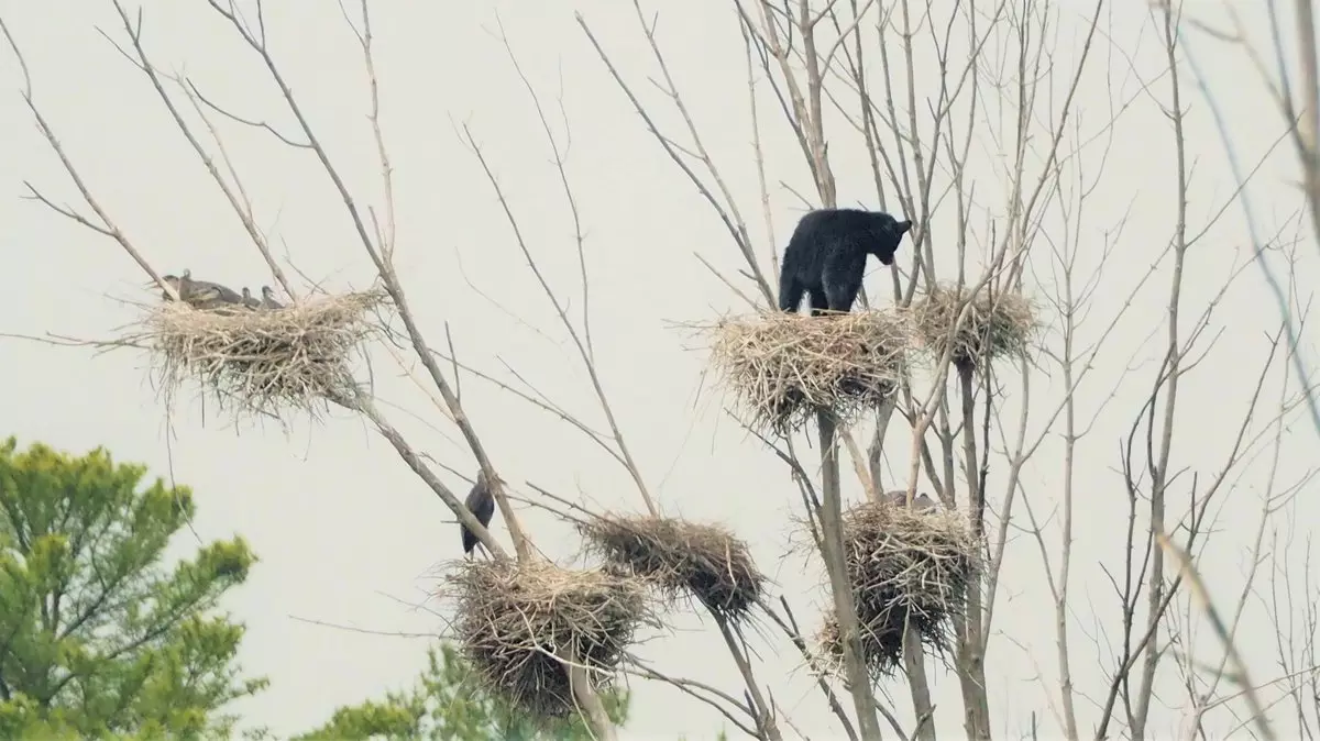 "Bears lendas": hämmastav foto