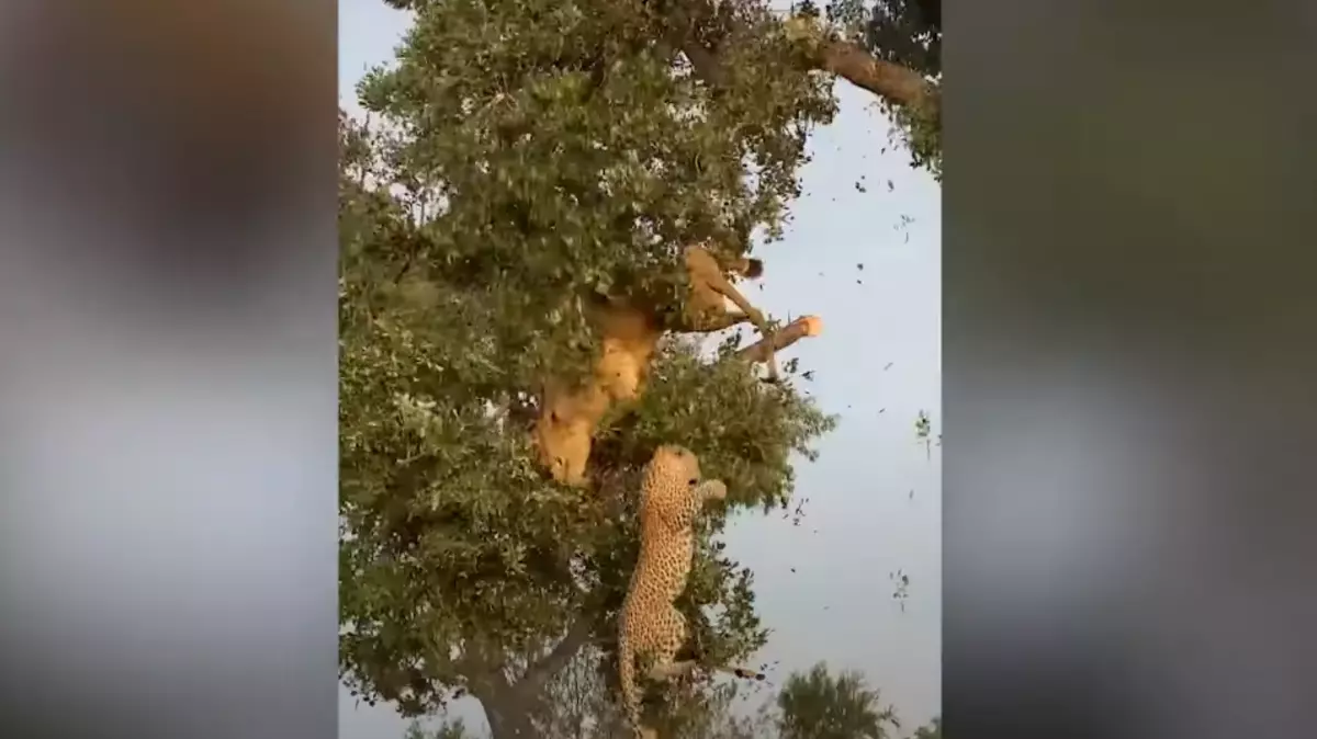 A leona e leopardo caen da árbore mentres combaten: vídeo