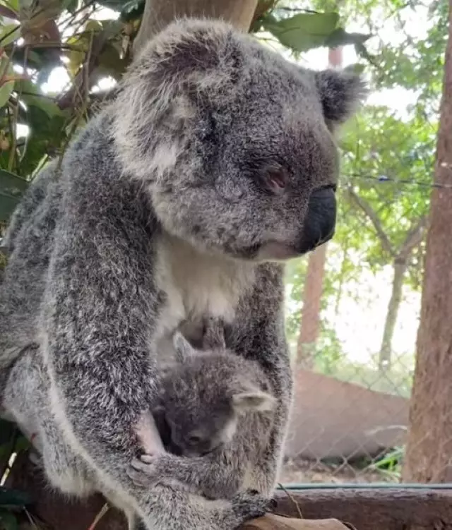 Redding van blinde koala en haar welpen: video