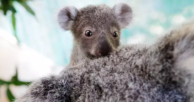 I-Koala-Cupid-Abahlobo-ye-koala.jpg