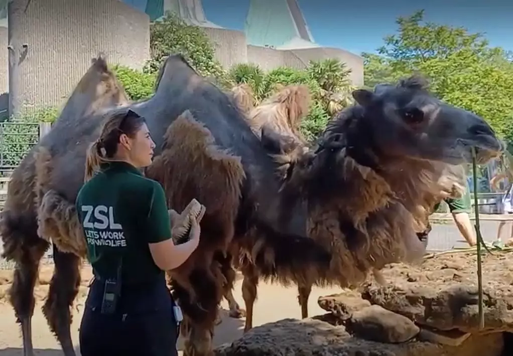 Camel Berbble: Video van dieretuin