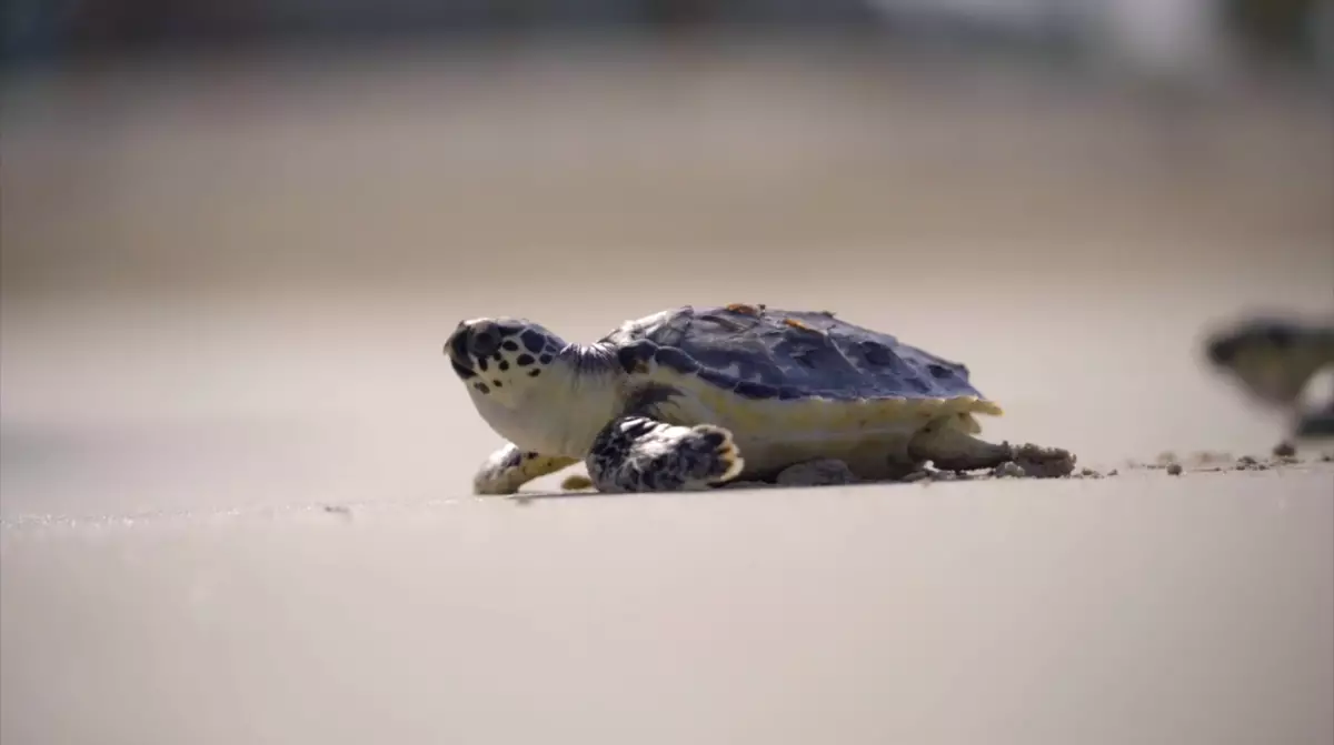 De vervaging van de zeeën: zoals in het Midden-Oosten, beschermen ze zeldzame zeeschildpadden