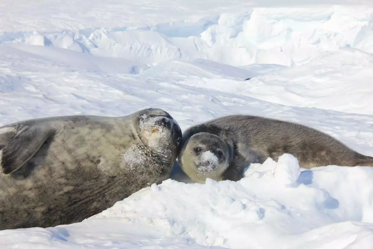 Weddell-Seal.jpg。