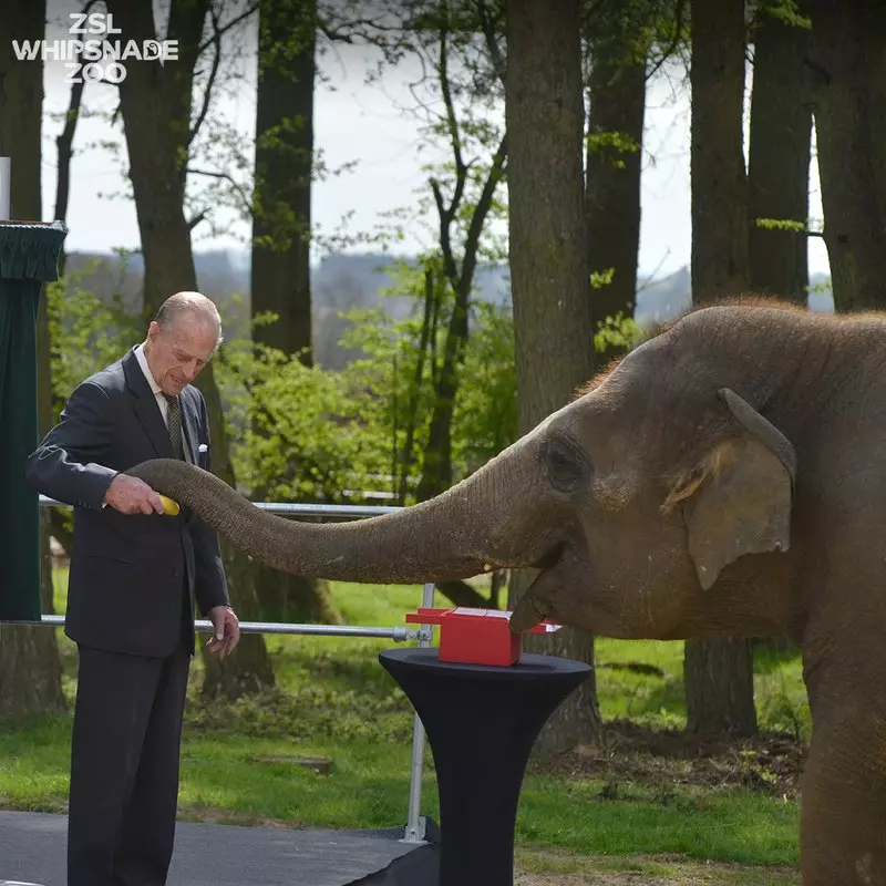 Regne Unit prohibirà el contingut dels elefants en els zoològics