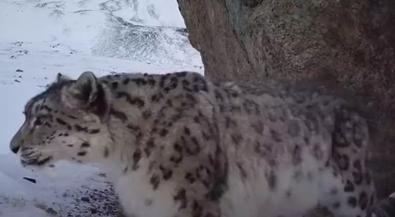 Snow Leopard foel in fotostasjon yn yn 'e Altai Reserve: Fideo