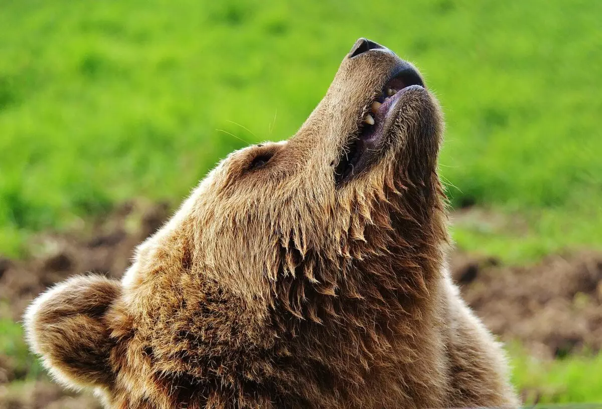 Bear matado no parque Krasnoyarskaya, privado dunha vida adolescente