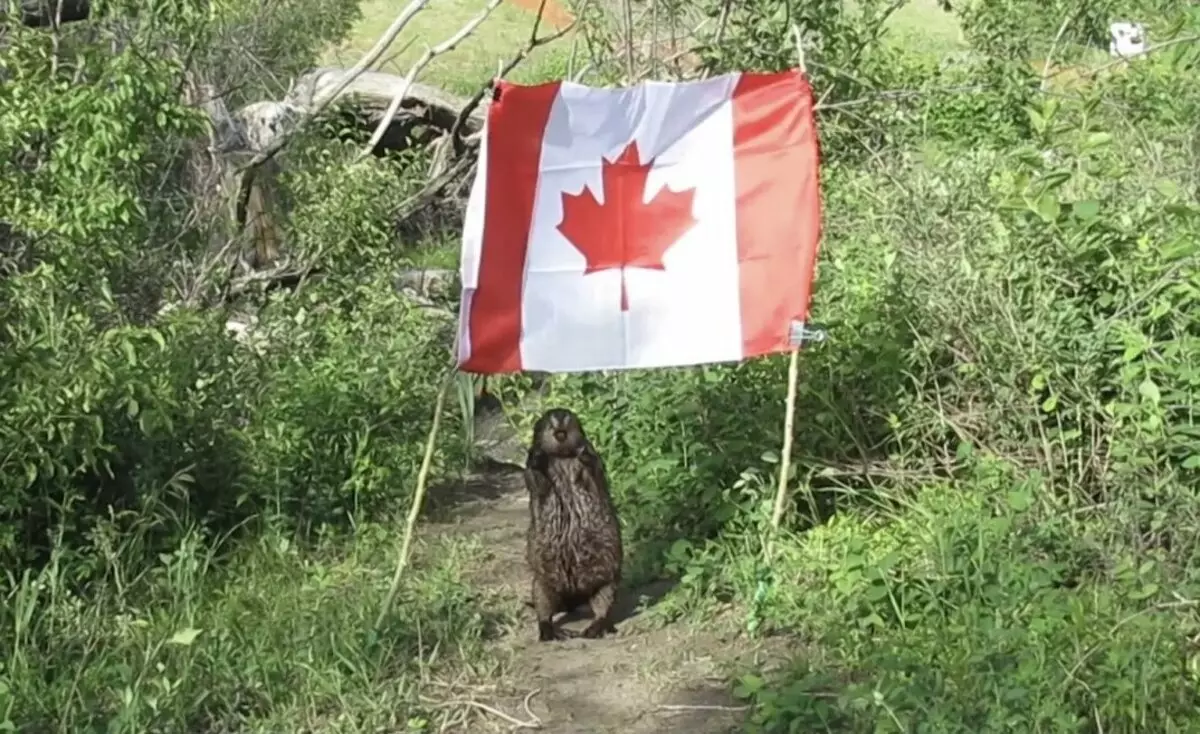 Bobfish کانادا را سرقت می کند پرچم: ویدئو