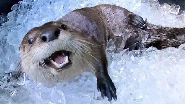 बर्फ आणि पाण्याची सह स्नान: उष्मा पासून प्राणी कसे जतन होते