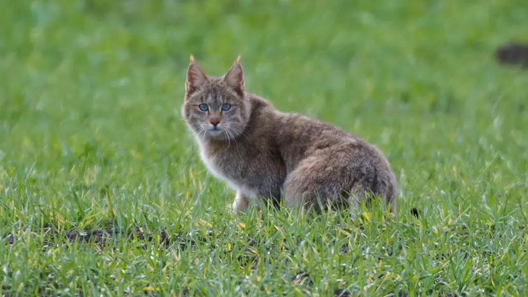 گربه های وحشی از چین معلوم شد که به طور ژنتیکی به خانه مربوط نیست