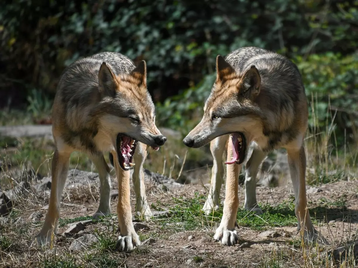 Kroatien är Languishing från invasionen av Wolves