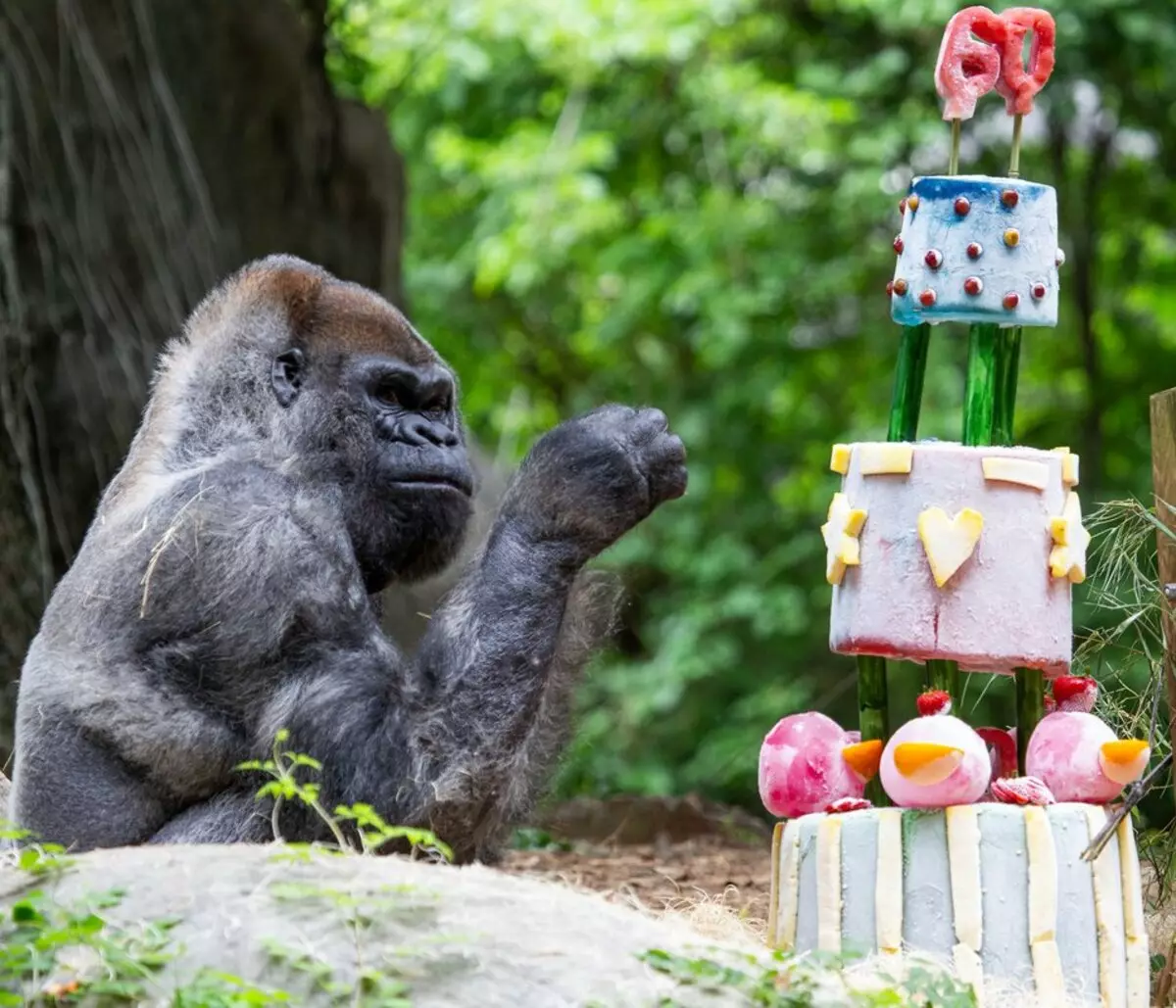 Vecākais gorilla pasaulē svin 60. gadadienu: video