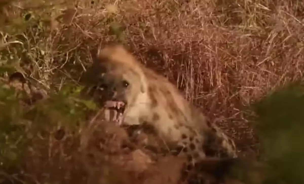 Guienan dogs are trying to defeat hyena: video