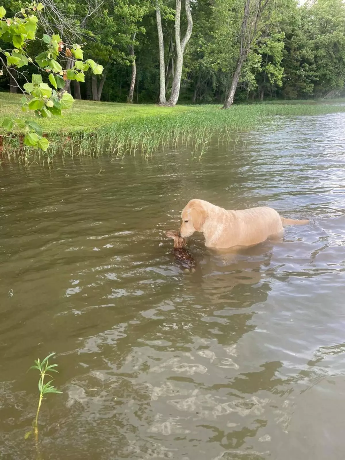 The dog saves a sinking deer: photo and video