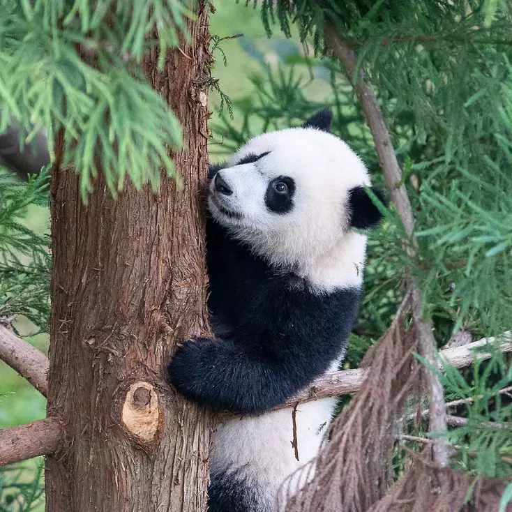 Панда мектеби: Жаш бамбук аюу сыяктуу жаңы изилдөө