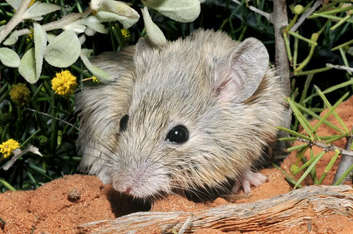 تم العثور على الفأر الذي كان يعتبر المختفين تحت اسم مختلف.