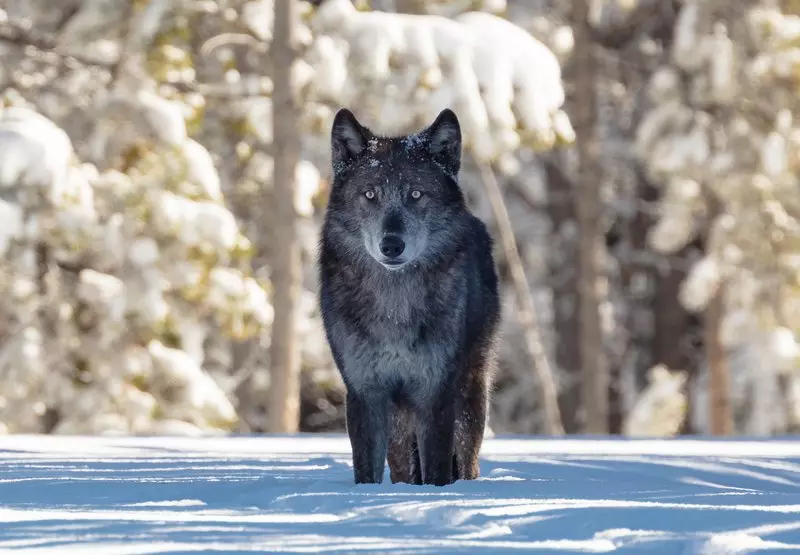 Deux États américains ont tiré l'extermination des loups