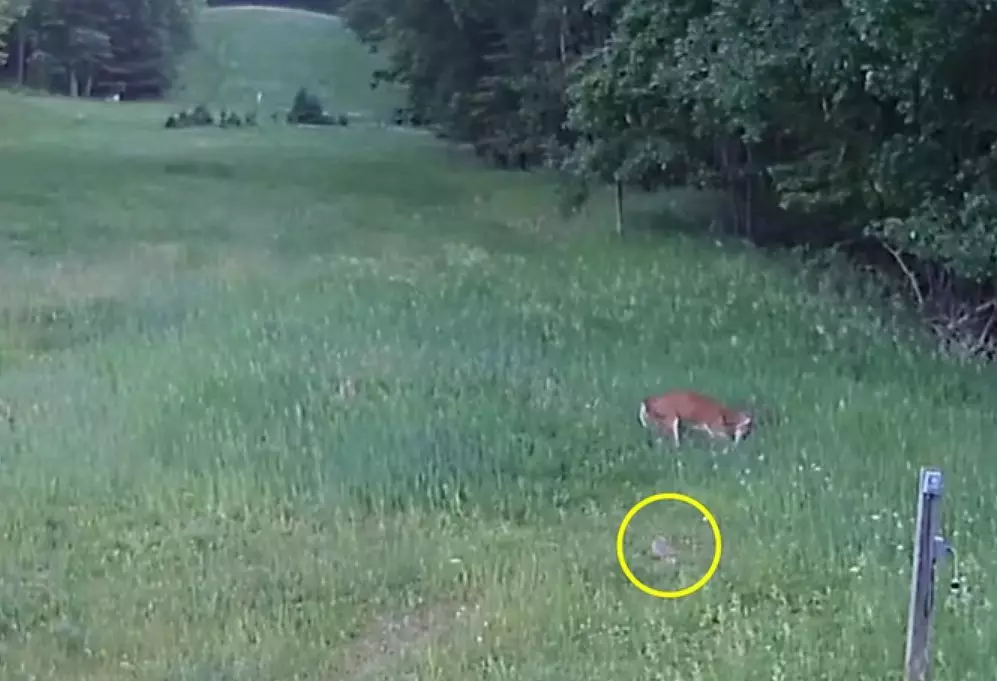 Os cervos heroicamente economizam coelho da Haasting: Video