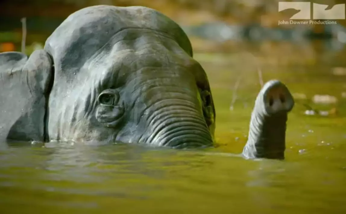 ہاتھیوں کے ساتھ سب سے بڑا جاسوس روبوٹ غسل کرتا ہے: ویڈیو