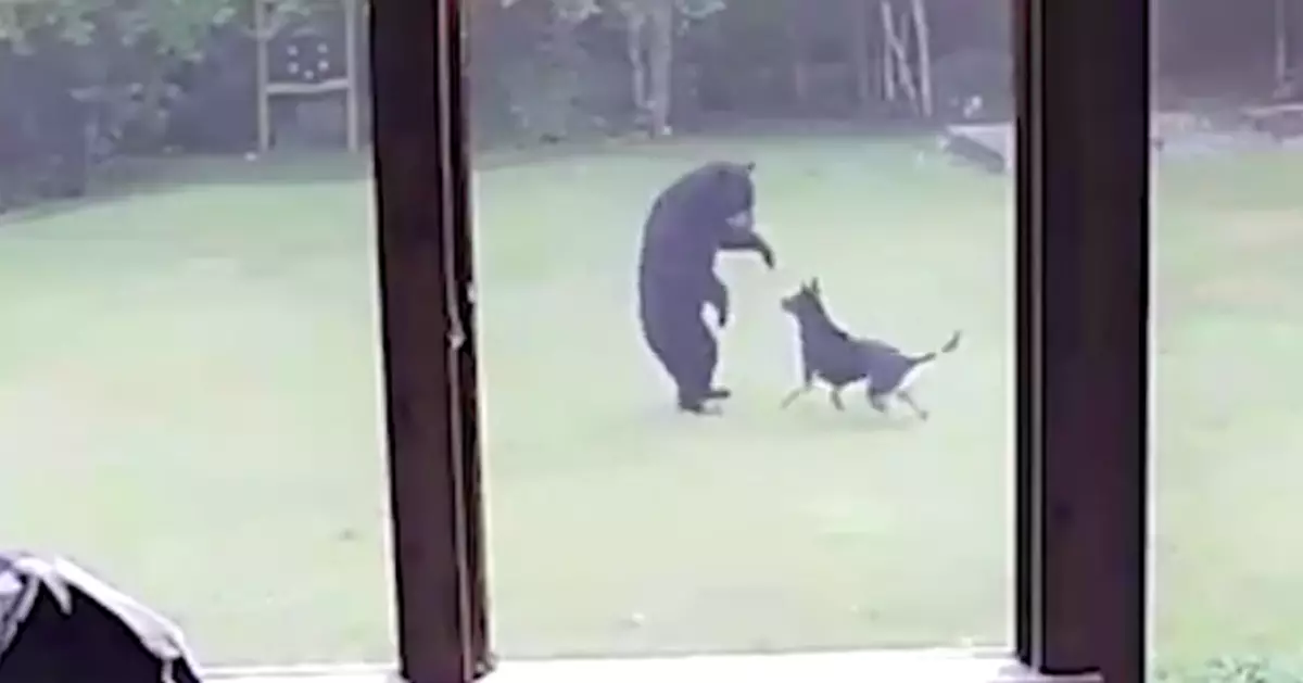 Bear erdhi për të vizituar njerëzit dhe luajti me një qen: video
