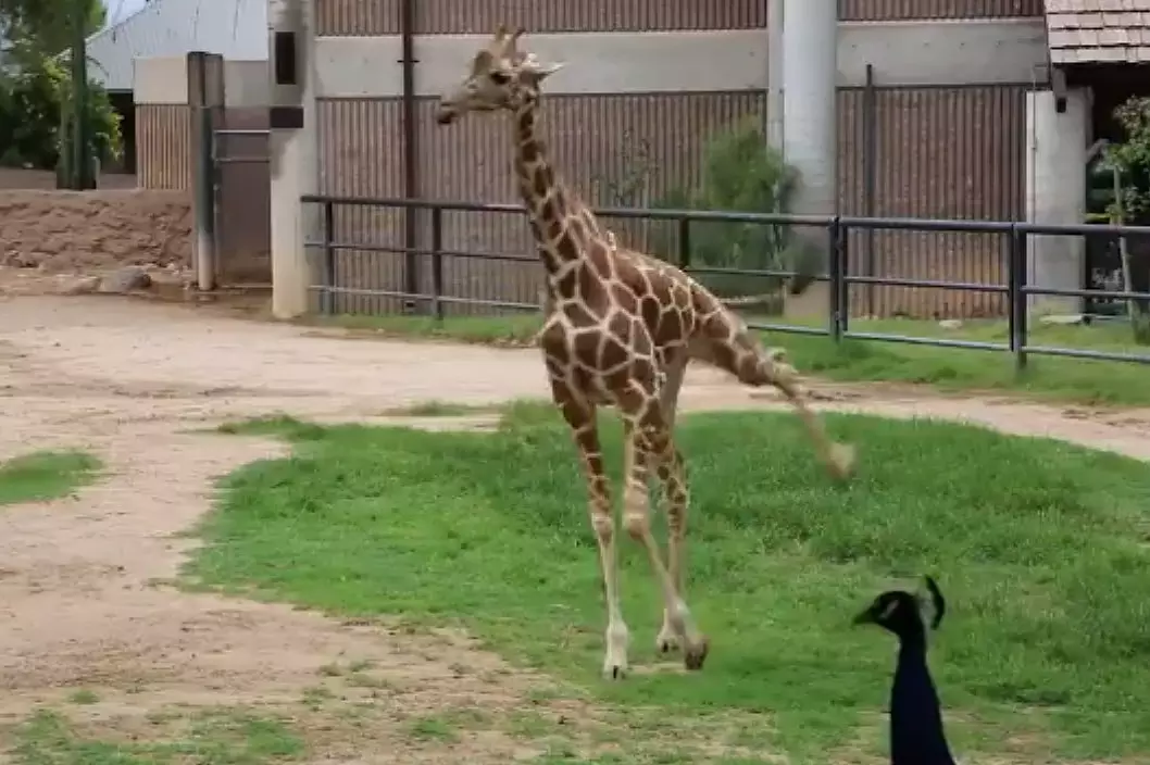 Giraffe1.jpg.