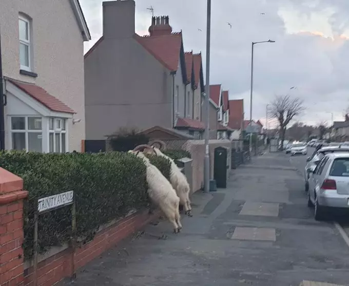 Las cabras inundaron la ciudad en Gales. Ahora serán transportados a Inglaterra.