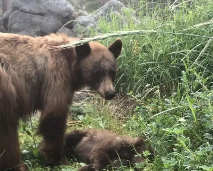 Niedźwiedzia miecze dla zmarłych pod kołami niedźwiedzia samochodu: zdjęcie